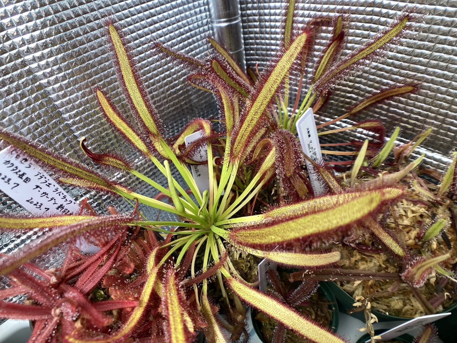 【栽培記録】Drosera capensis alba（ドロセラ カペンシス アルバ）｜食虫植物のすゝめ