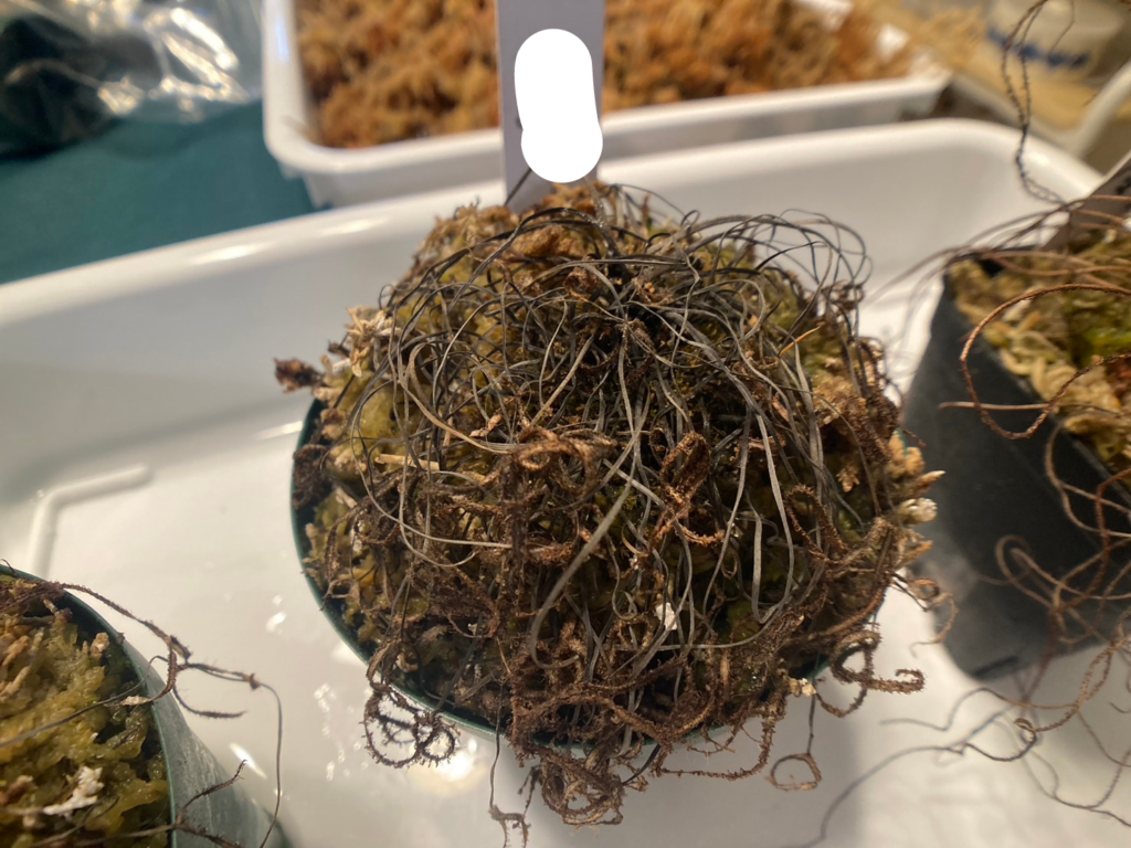 【栽培方法】D.binata（ドロセラ ビナータ）｜食虫植物のすゝめ