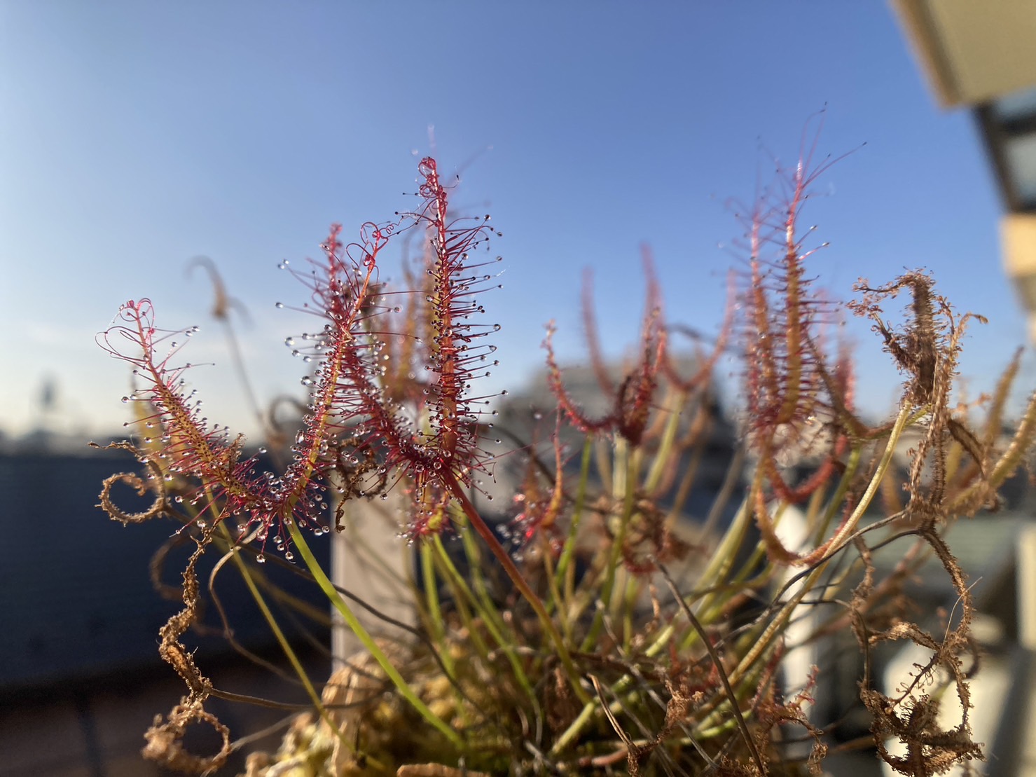 【栽培方法】D.binata（ドロセラ ビナータ）｜食虫植物のすゝめ
