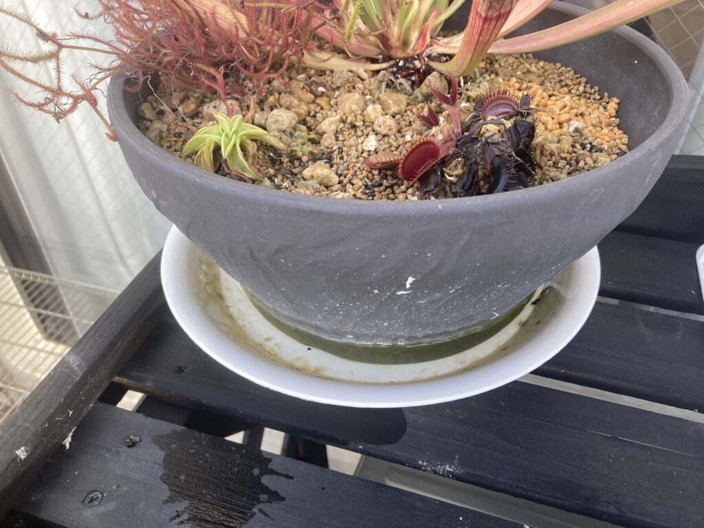 【栽培方法】D.binata（ドロセラ ビナータ）｜食虫植物のすゝめ