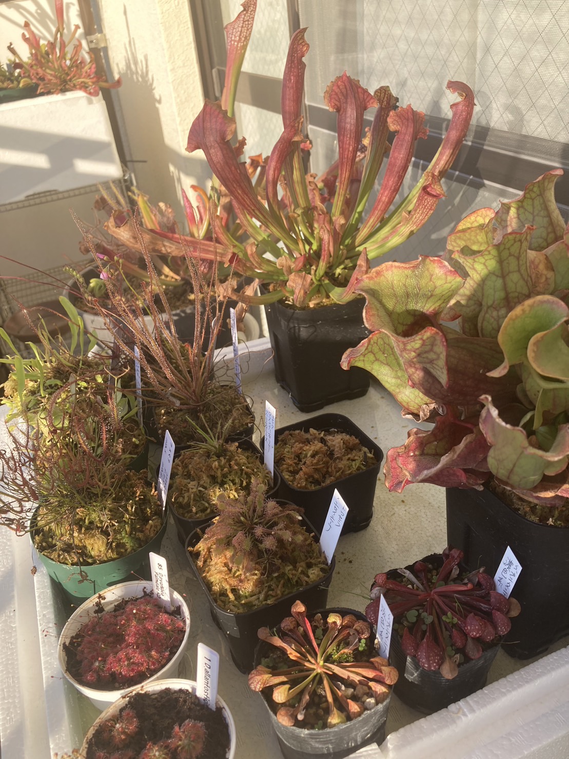 【栽培方法】D.binata（ドロセラ ビナータ）｜食虫植物のすゝめ