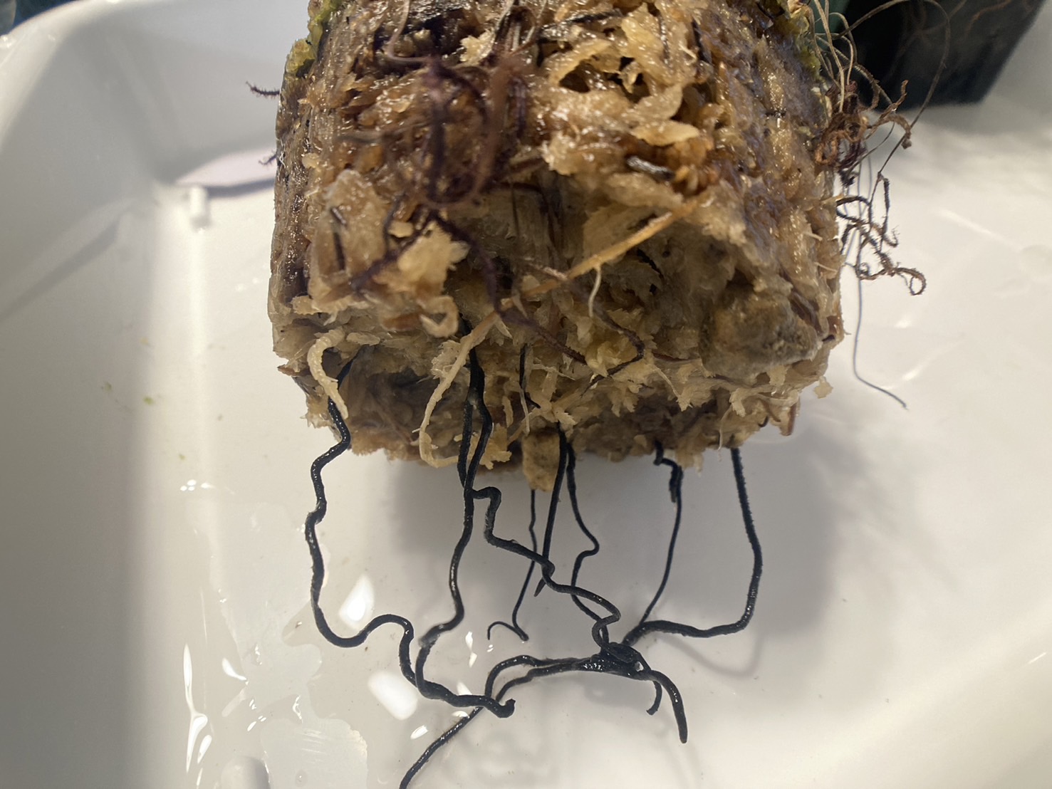 【栽培方法】D.binata（ドロセラ ビナータ）｜食虫植物のすゝめ