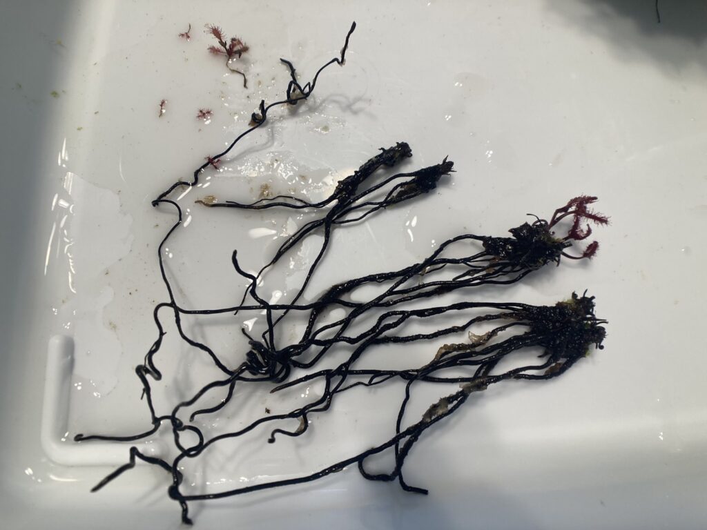 【栽培方法】D.binata（ドロセラ ビナータ）｜食虫植物のすゝめ