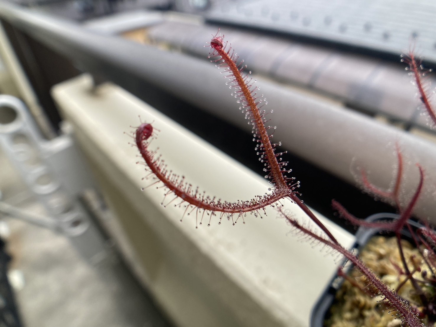 【栽培方法】D.binata（ドロセラ ビナータ）｜食虫植物のすゝめ