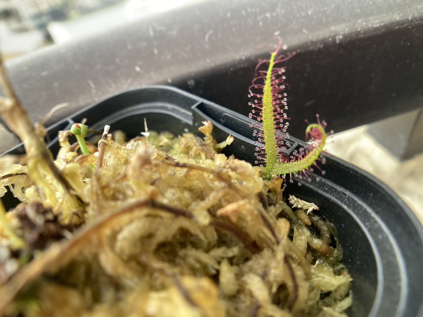 【栽培方法】D.binata（ドロセラ ビナータ）｜食虫植物のすゝめ